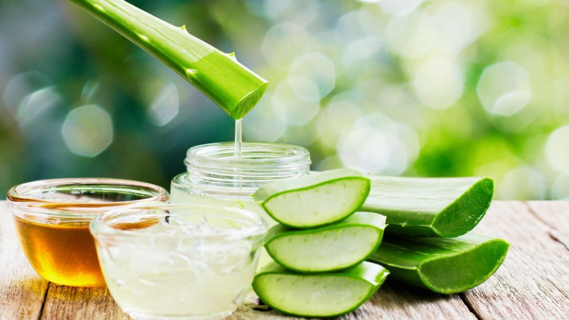 Babosa: benefícios, usos medicinais e como utilizar no dia a dia - Era ...