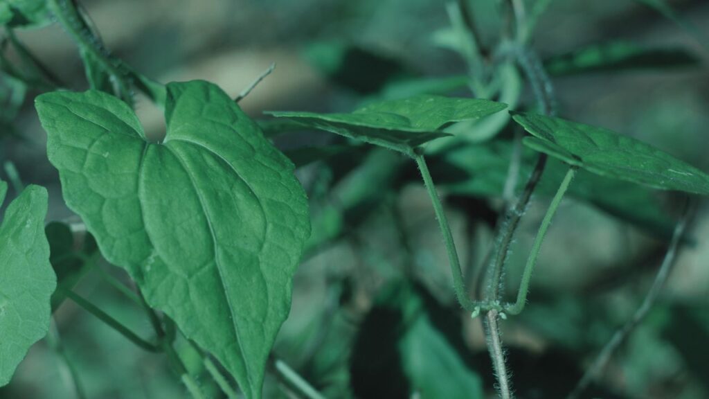 Guaco: benefícios, usos medicinais e como utilizar no dia a dia - Era ...