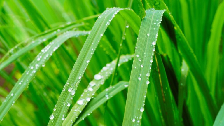 Capim-limão: benefícios, usos medicinais e como utilizar no dia a dia ...