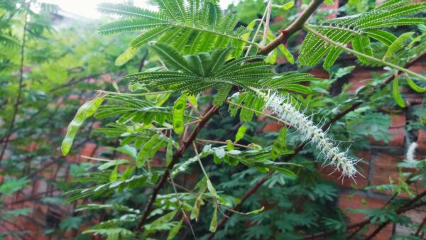 Jurema: benefícios, usos medicinais e como utilizar no dia a dia - Era ...
