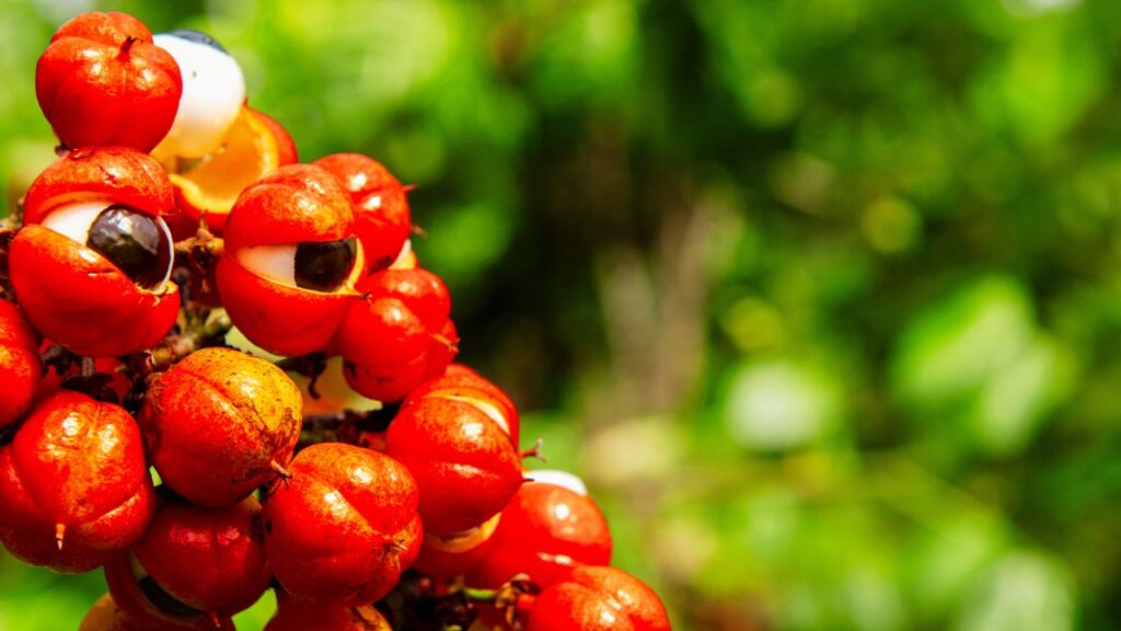 Guaraná: benefícios, usos medicinais e como utilizar no dia a dia - Era ...
