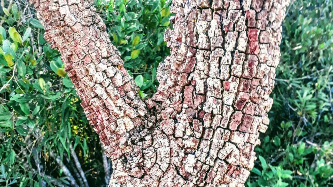 Angico: benefícios, usos medicinais e como utilizar no dia a dia - Era ...