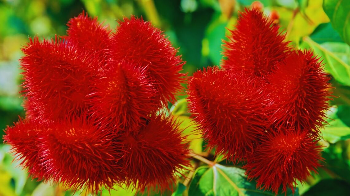 Urucum: benefícios, usos medicinais e como utilizar no dia a dia - Era ...